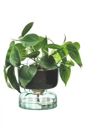 LSA Canopy Self Watering Planter