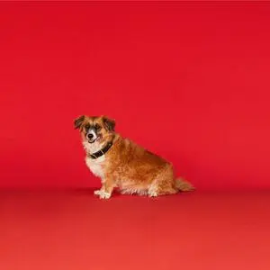 Gucci Pet Collar