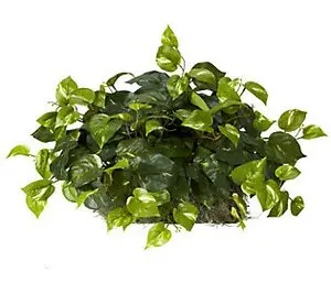 NEARLY NATURAL Pothos Ledge Plant By