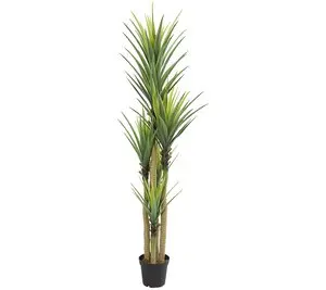 NEARLY NATURAL Dracaena Plant By - One-color