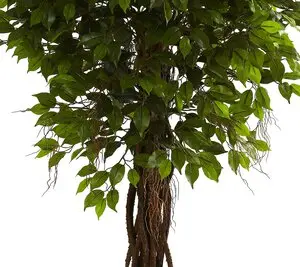 NEARLY NATURAL 7.5' Ficus Tree By