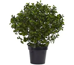 NEARLY NATURAL 28' Peperomia Plant By - One-color