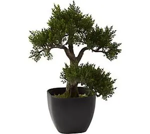 NEARLY NATURAL 15' Cedar Bonsai By - One-color