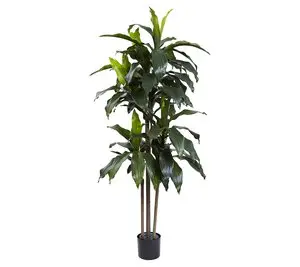 NEARLY NATURAL 5' Dracaena Plant By - One-color