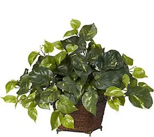 NEARLY NATURAL Pothos With Coiled Rope Planter By - One-color
