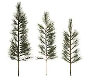 VICKERMAN Set Of 3 36-42-48' White Pine Tops - One-color