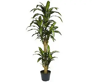 NEARLY NATURAL 5' Yucca Silk Plant By - One-color