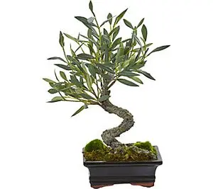 NEARLY NATURAL Mini Olive Artificial Bonsai Tree Nearly Nat Ural - One-color
