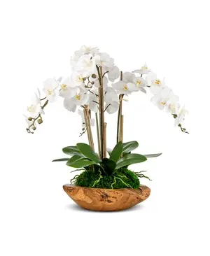 COCOBELLA Phoenix Orchid In Wood Bowl - White
