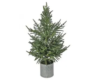 VALERIE PARR HILL 36' Potted Norfolk Pine Tree - One-color