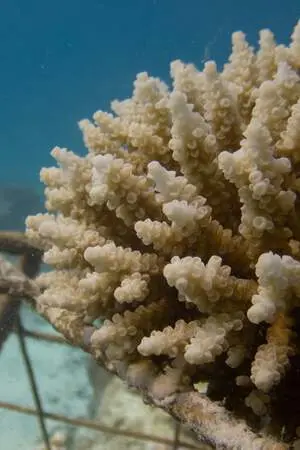 Alo Yoga Reef Restoration - Coral