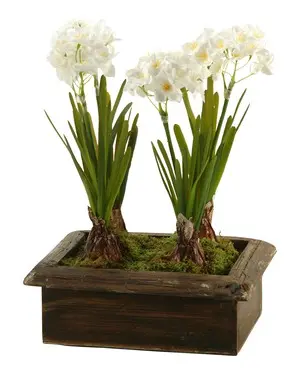 D&W SILKS D&W Silks Paperwhites In Rectangle Wood Planter Box - Nocolor
