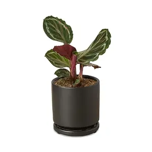 House Plant Shop Decoratives