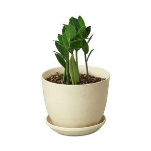 HOUSE PLANT SHOP Zz Plant In Brown Ceramic Pot - White/green