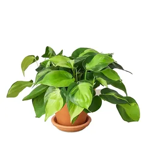 HOUSE PLANT SHOP Brasil Plant In Terra Cotta Pot - Green