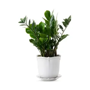 JULISKA Berry & Thread 7 Planter With Saucer