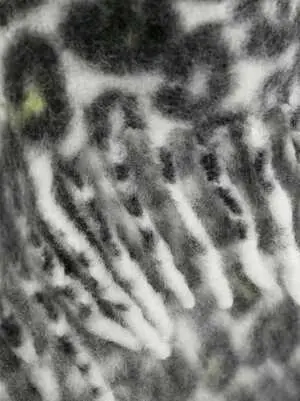 Faliero Sarti Leopard-print Fringed Scarf