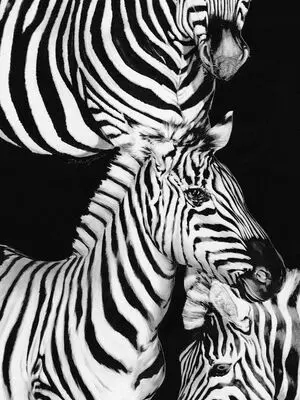 Dolce & Gabbana Zebra-print Wallpaper