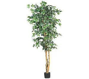 NEARLY NATURAL 6' Ficus Tree By
