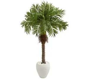 NEARLY NATURAL 63' Robellini Palm Tree In White Planter Nea Rly Natural - One-color