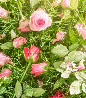 ROJA Dawn In The Rose Garden Candle