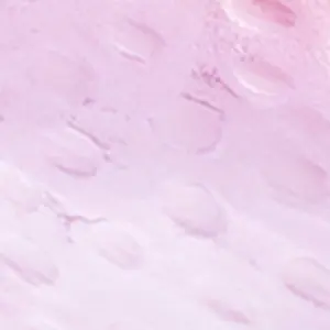 Lalique Large Rose Nebula Zeila Panther