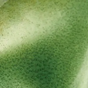 BORDALLO PINHEIRO Earthenware Frog