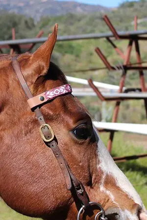 SAMBBOHO Beaded Horse Browband