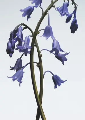 Jo Malone Wild Bluebell Hair
