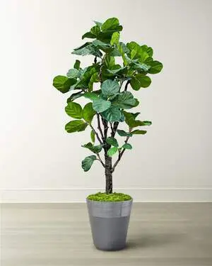 WINWARD HOME Fiddle Leaf Tree In Planter, 96 - Green/grey