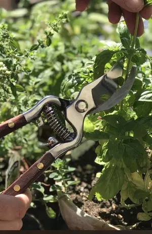VERVE CULTURE Thai Kitchen & Garden Shears