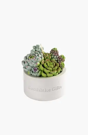 SOUTHLAKE GIFTS Assorted Succulent Candle With Concrete Vessel - Jade/lilac/sage