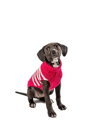 CHILLY DOG Striped Dog Sweater