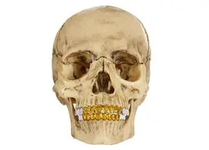 Supreme 4d Model Human Skull