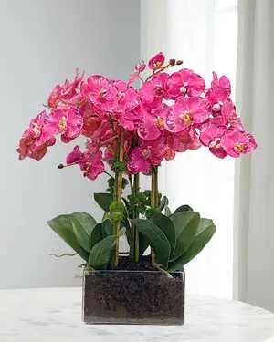 WINWARD HOME Phalaenopsis Orchid Arrangement In Square Vase - Fuschia