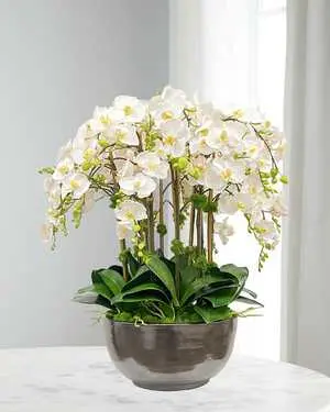 WINWARD HOME Orchid Phalaenopsis In Bowl - White
