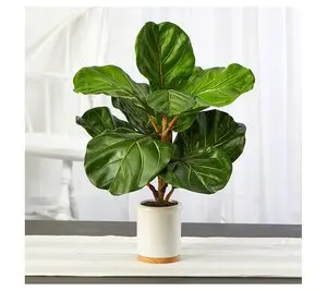 NEARLY NATURAL 21' Fiddle Leaf Artificial Tree - One-color