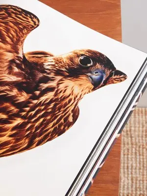 Assouline Falcons From Saudi Arabia Hardcover Book