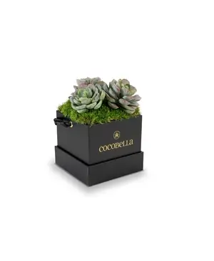 COCOBELLA Bella Mini Succulent Hatbox Arrangement