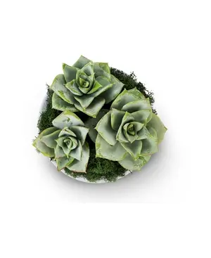 COCOBELLA Sandy Ceramic Succulent Arrangement