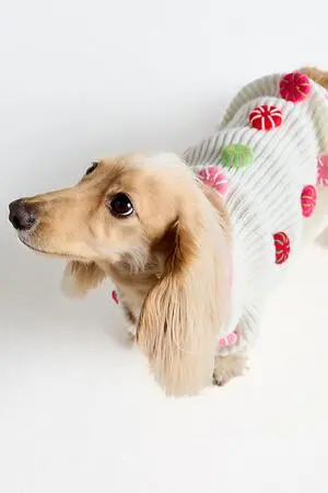 Anthropologie 3d Motif Pet Sweater