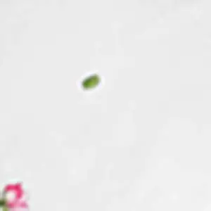 SCHLOSSBERG Floral Jeunesse-noblesse Flat Sheet