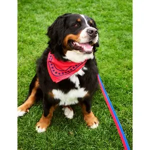 HAY Plaited Woven Dog Leash - Red And Blue