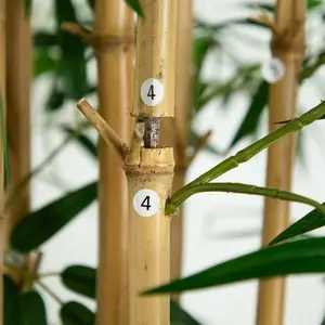 NEARLY NATURAL 12' Artificial Bamboo Tree With Real Bamboo Trunks