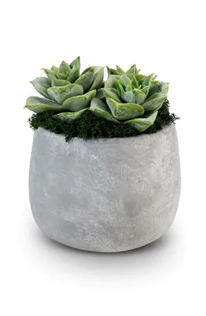COCOBELLA Sandy Ceramic Succulent Arrangement - Green