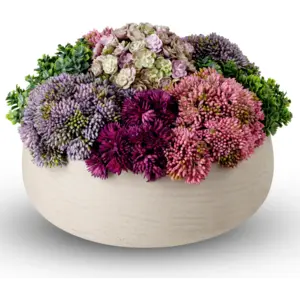 COCOBELLA Georgina Sedum Arrangement - Ash