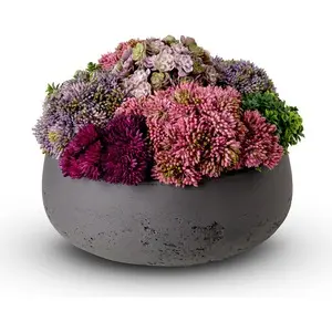 COCOBELLA Georgina Sedum Arrangement - Charcoal