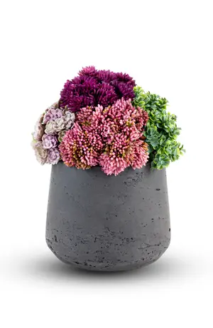 COCOBELLA Neriah Mini Sedum Arrangement - Charcoal