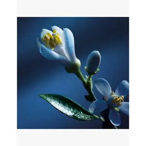 Chloé Atelier Des Fleurs Nuit D'oranger Eau De Parfum - One-color