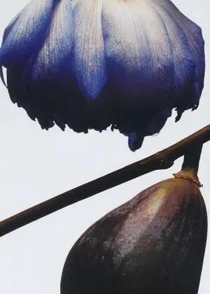 Jo Malone Fig & Lotus Flower Cologne